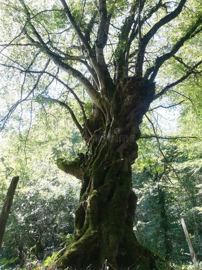 Magnificent Century-old Oak Tree in the Creuse Stock Image - Image of ...
