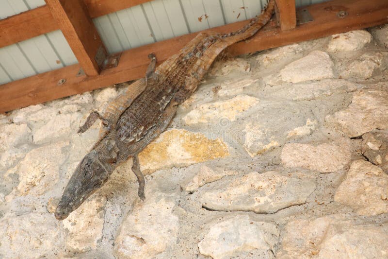 A Magnificent Crocodile Lizard Rests Elegantly upon a Beautifully ...