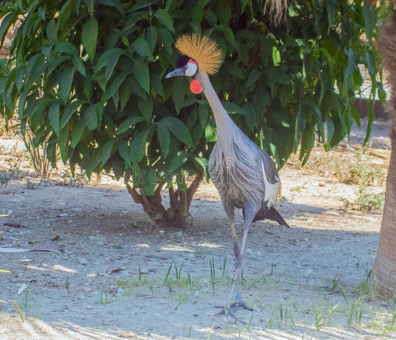 The Magnificent Crowned Crane: a Regal Bird of the Grasslands Stock ...