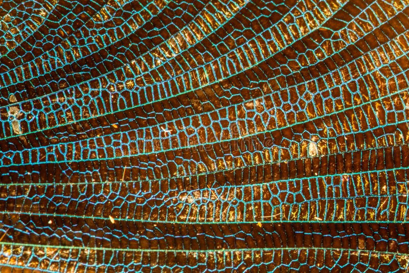 Magnificent Dragonfly Wings Stock Image - Image of magnification ...