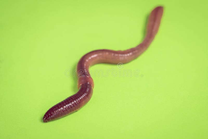 Earthworm Decomposition Stock Photos - Free & Royalty-Free Stock Photos ...