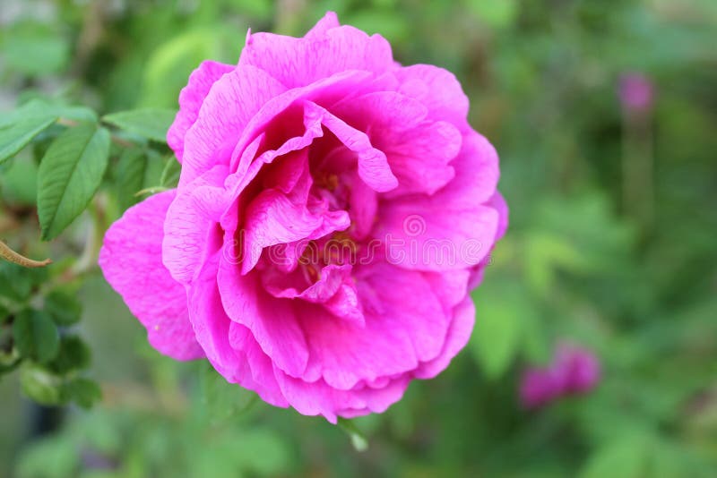 The Magnificent Flower of Rose Hips on the Bush Stock Photo - Image of ...