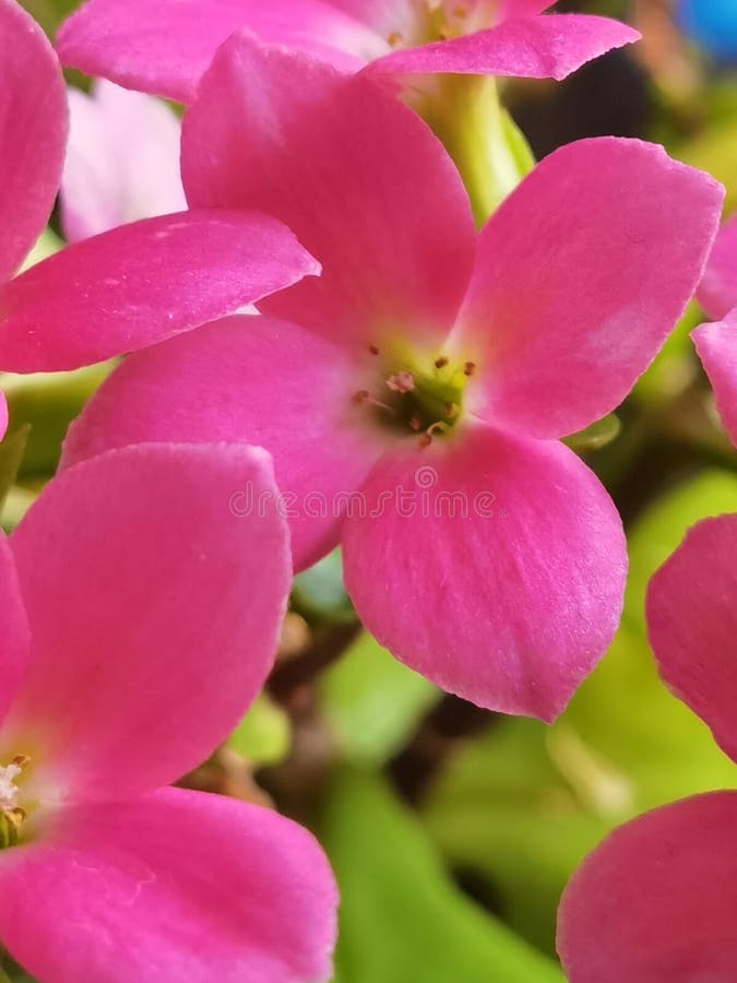 Magnificent Flowering Plant Stock Image - Image of produce, wildflower ...