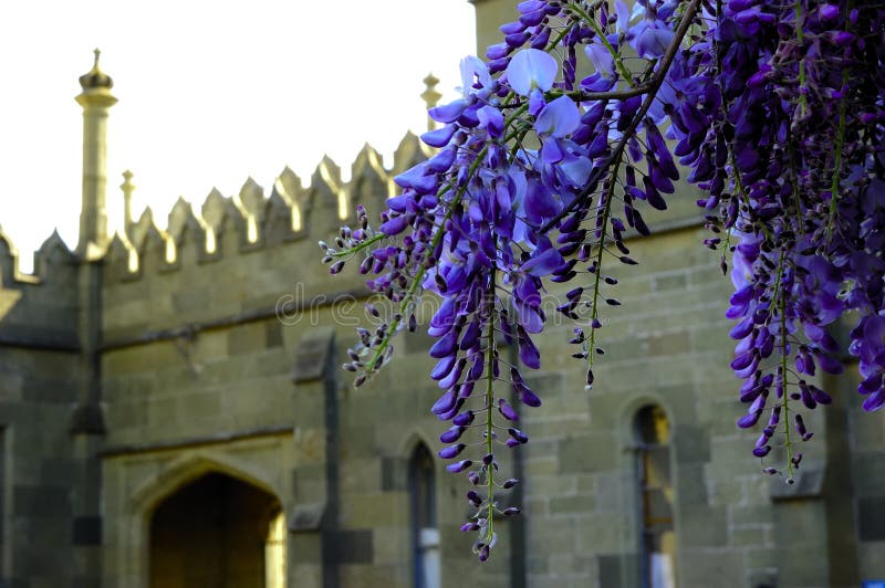 Flowers in castle stock image. Image of europe, palace - 238653521