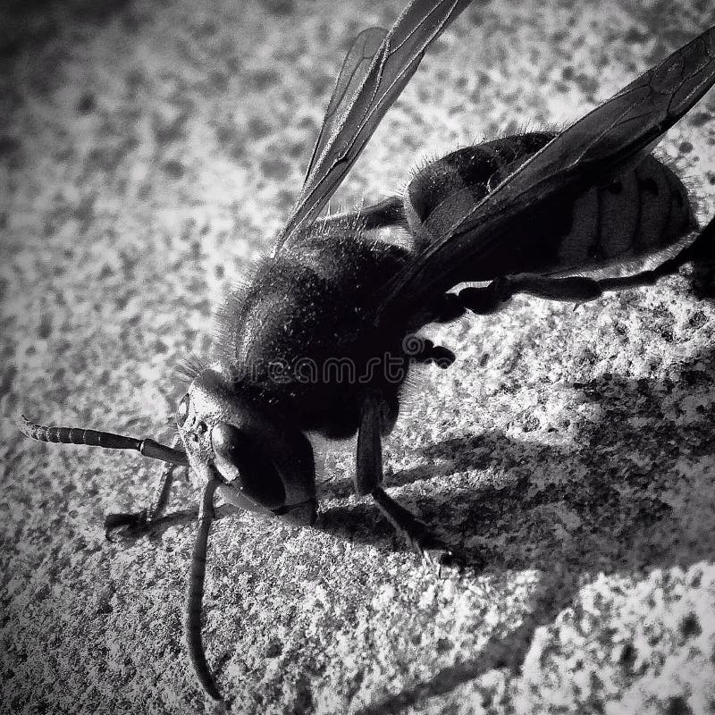 Magnificent fly stock image. Image of black, white, magnificent - 49380945
