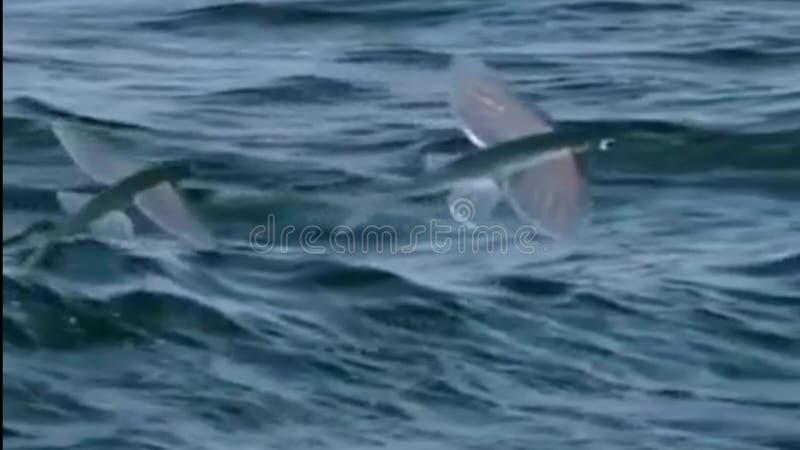 Magnificent Flying Fish Jumping Out of the Water Soar Above the Surface ...