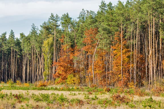 Magnificent Forest in Autumn Day Stock Image - Image of environment ...