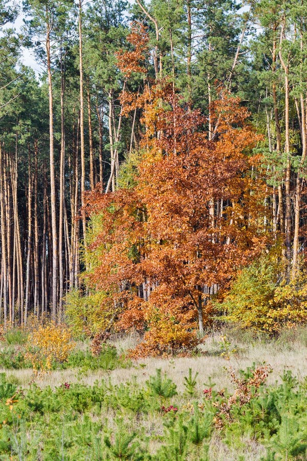 Magnificent Forest in Autumn Day Stock Image - Image of fall, colorful ...