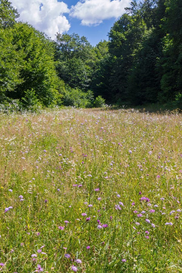 A Magnificent Forest Glade Overgrown with Meadow Flowers Stock Photo ...