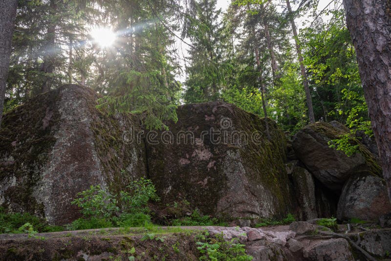 Magnificent Forest Landscape. the Path through the Forest Trees and the ...