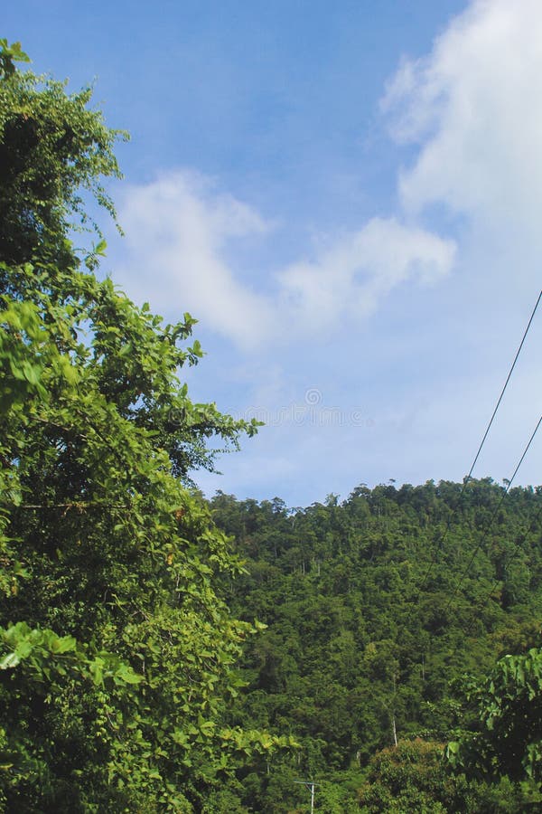 A Magnificent Forest, Mountains and Trees, Leaves & X22;the Green, the ...