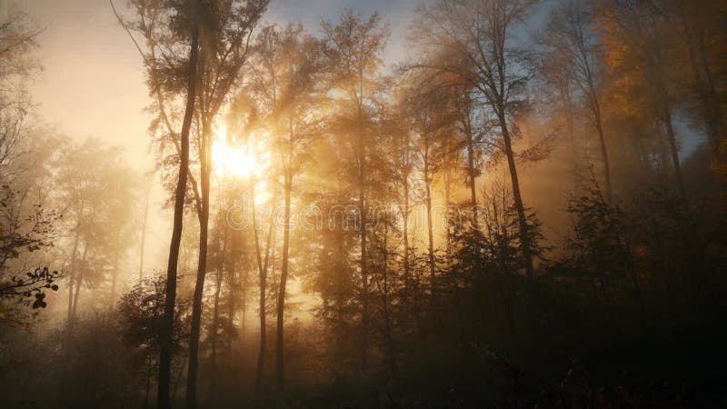 Magnificent Forest Scenery with Sunlit Mist Stock Video - Video of gold ...