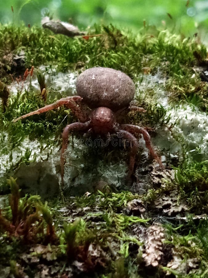 MosSpider stock image. Image of magnificent, spider - 127702837