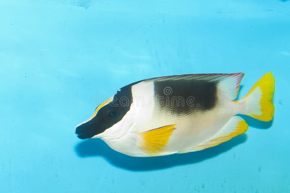 Magnificent Foxface stock image. Image of water, exotic - 16376843