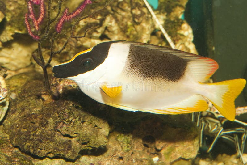 Foxface Lo in Aquarium stock photo. Image of reef, siganus - 13092958
