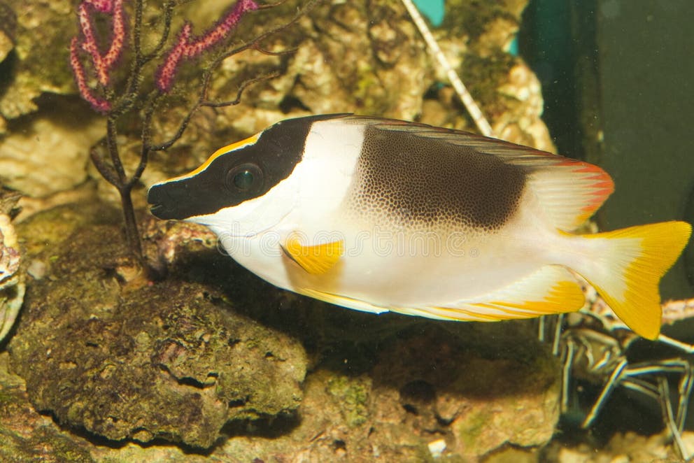 Magnificent Foxface or Rabbitfish in Aquarium Stock Photo - Image of ...