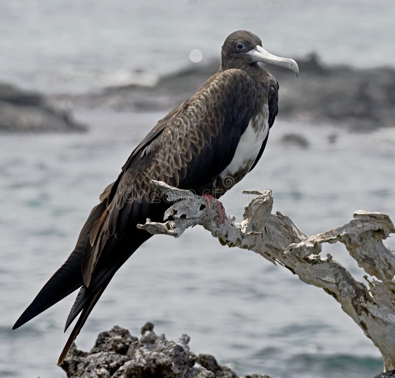 Magnificent frigatebird 2 stock image. Image of galapagos - 25589963