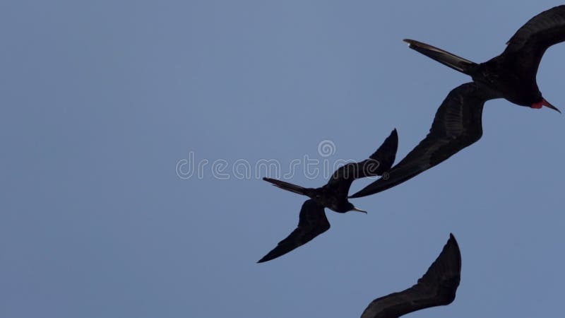 Magnificent Frigatebird, Fregata Magnificens, Black Sea Bird Stock ... Magnificent Frigatebird, Fregata Magnificens, Black Sea Bird Stock ...