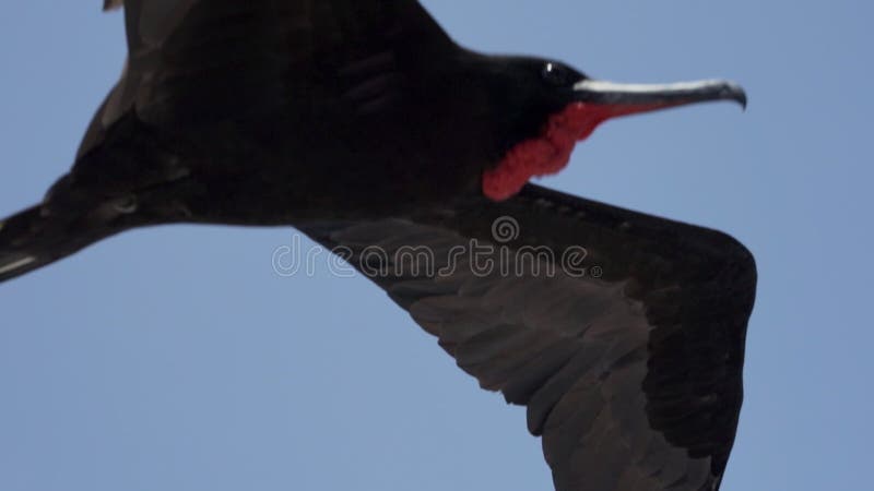 Magnificent Frigatebird, Fregata Magnificens, Galapagos Stock Footage ... Magnificent Frigatebird, Fregata Magnificens, Galapagos Stock Footage ...