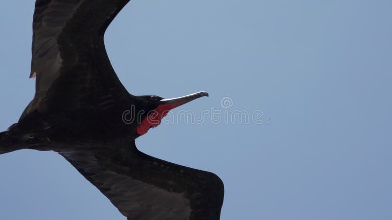Magnificent Frigatebird, Fregata Magnificens, Galapagos Stock Footage ... Magnificent Frigatebird, Fregata Magnificens, Galapagos Stock Footage ...