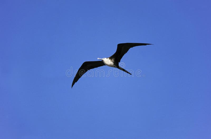 MAGNIFICENT FRIGATEBIRD Fregata Magnificens, JUVENILE FEMALE in FLIGHT ... MAGNIFICENT FRIGATEBIRD Fregata Magnificens, JUVENILE FEMALE in FLIGHT ...