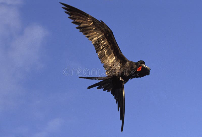 Magnificent Frigatebird, Fregata Magnificens, Male in Flight, Mexique ... Magnificent Frigatebird, Fregata Magnificens, Male in Flight, Mexique ...