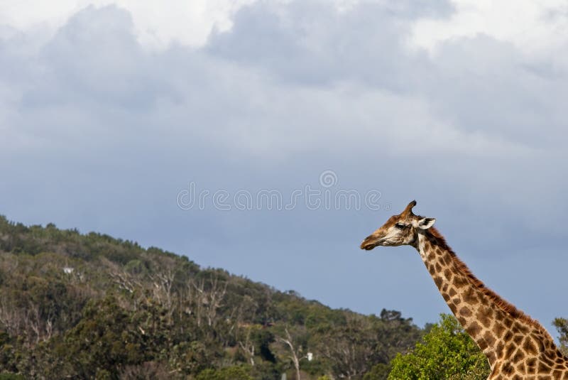 Magnificent Giraffe Standing among the Trees with a Beautiful Hill in ...