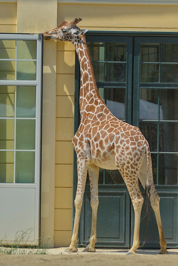 A Magnificent Giraffe Stands Near a Building. Stock Image - Image of ...