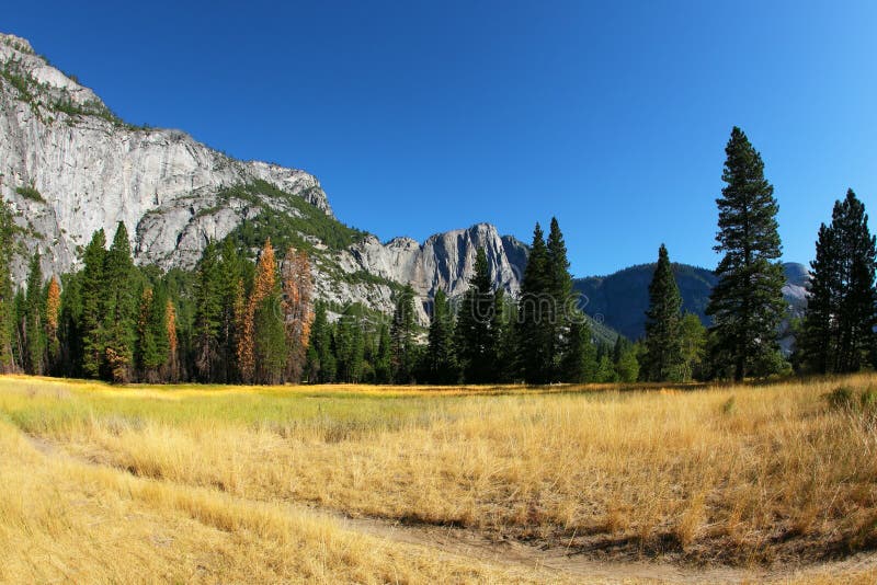 Magnificent Glade in Early Morning Stock Image - Image of light, beauty ...