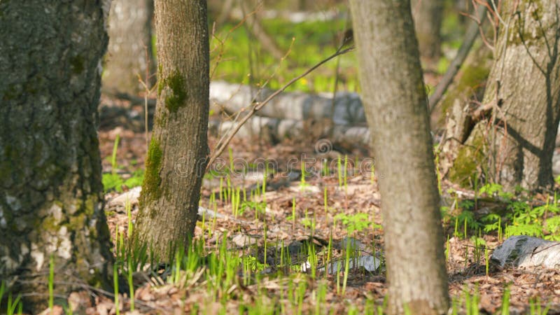 Magnificent Green Trees. Green Spring Forest with Trees. Nature Wakes ...