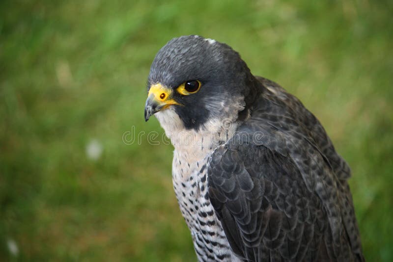 A Magnificent Grey and White Hawk Stock Photo - Image of eyes, falconry ...