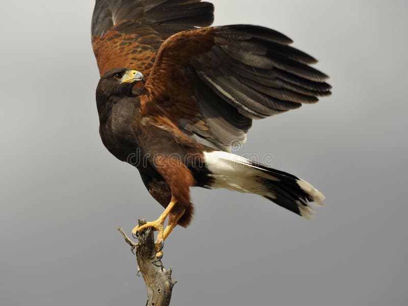 Magnificent Harris`s Hawk stock photo. Image of predator - 86275960