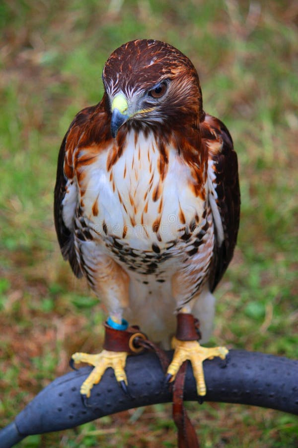 A Magnificent Hawk with Yellow Feet Stock Image - Image of magnificent ...