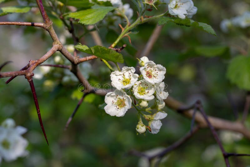 The Magnificent Hawthorn Flowers are Protected by Sharp Thorns Stock ...