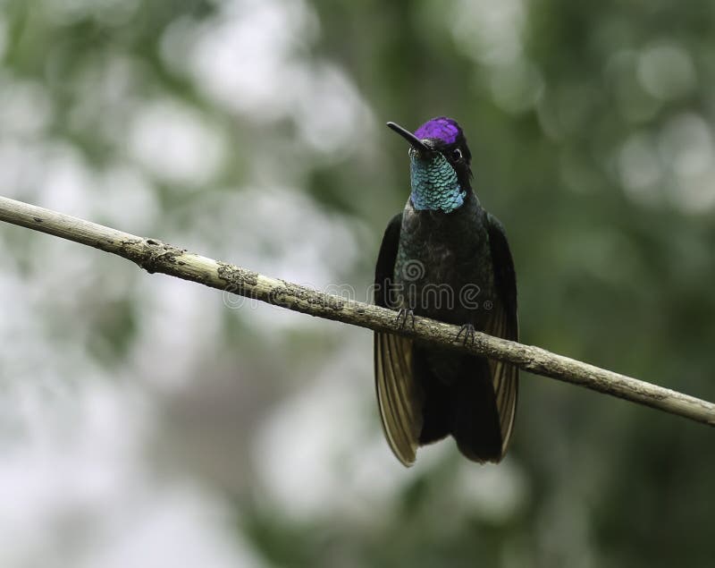 Magnificent Hummingbird, Male (Eugenes Fulgens) Stock Photo - Image of ...