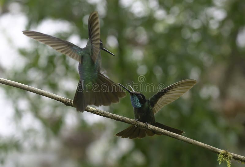 Magnificent Hummingbirds Fighting (Eugenes Fulgens) Stock Photo - Image ...