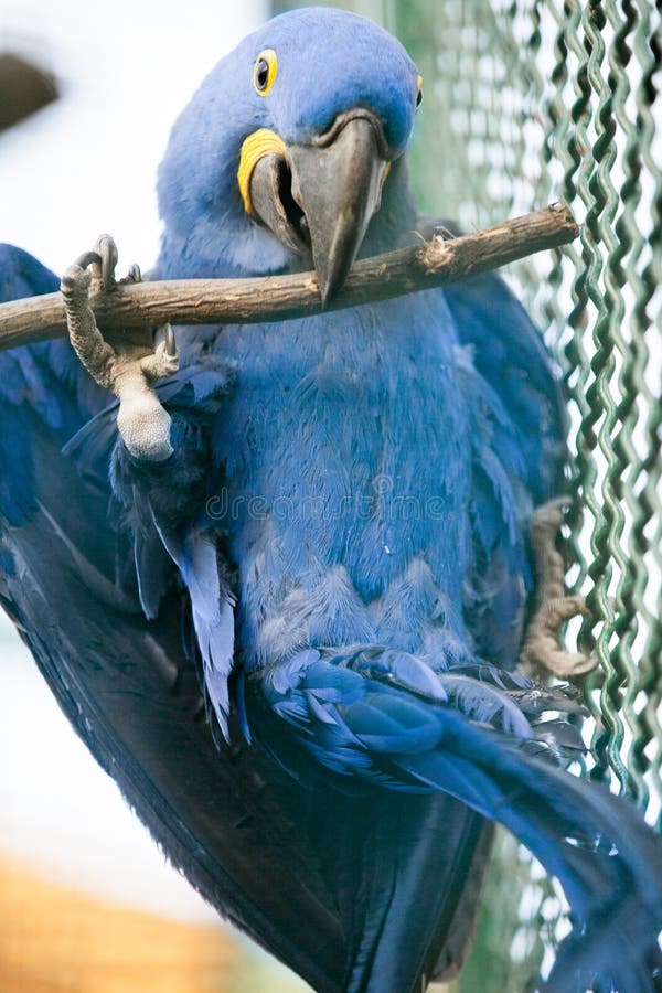 Magnificent Hyacinth Macaw Parrot Stock Photos - Free & Royalty-Free ...