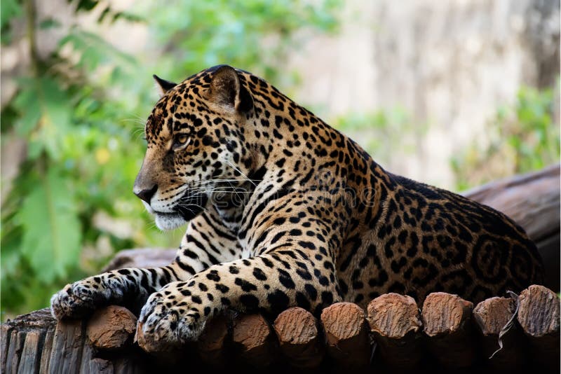 Jaguar Resting on a Tree Branch in Its Habitat. Stock Photo - Image of ...