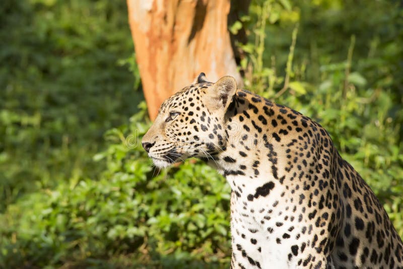 Jaguar Resting on a Tree Branch in Its Habitat. Stock Photo - Image of ...