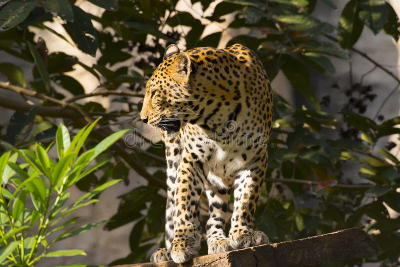 Magnificent Jaguar Resting Lying on a Tree Trunk Stock Photo - Image of ...