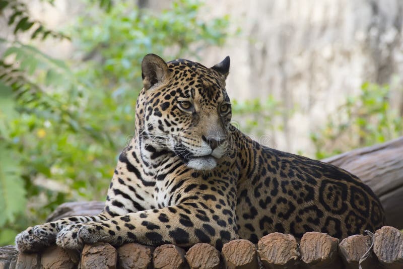 Jaguar Resting on a Tree Branch in Its Habitat. Stock Photo - Image of ...
