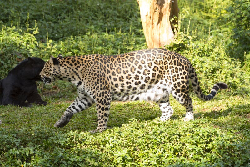 Magnificent Jaguar Resting Lying on a Tree Trunk Stock Photo - Image of ...