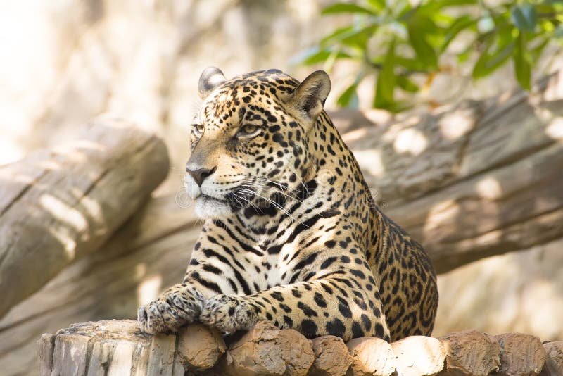 Jaguar Resting on a Tree Branch in Its Habitat. Stock Photo - Image of ...