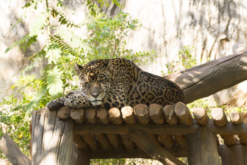 Magnificent Jaguar Resting Lying on a Tree Trunk Stock Photo - Image of ...