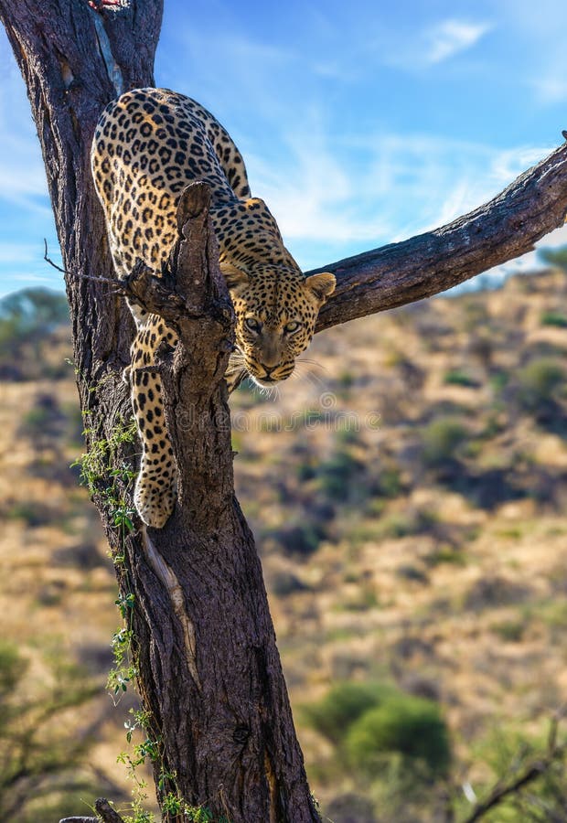 Magnificent Leopard Climbs on a Tree Stock Image - Image of travel ...