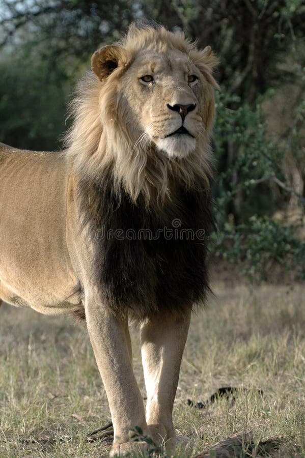 Magnificent Male Lion. Picture Image: 2330773