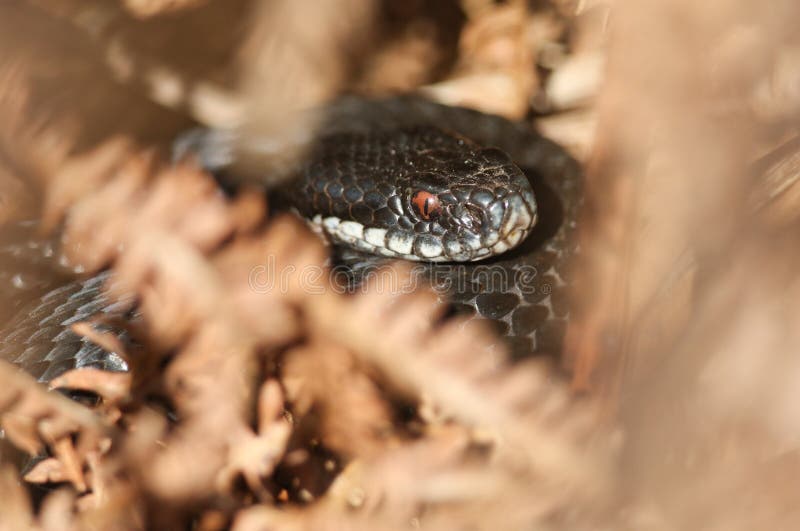 A Magnificent Melanistic Adder, Vipera Berus, Coiled Up in Bracken ...