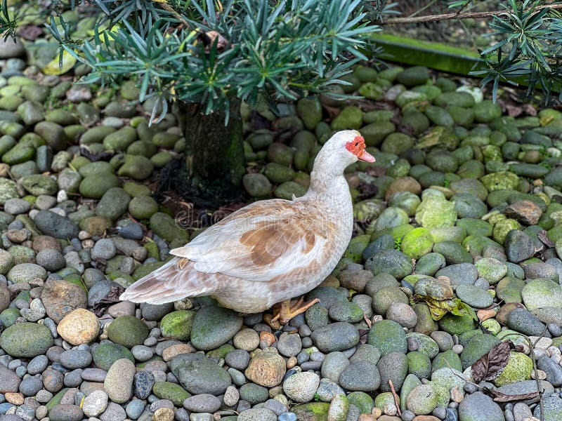 A Magnificent Muscovy Duck Gleefully Stands on a Bed of Smooth Grey ...