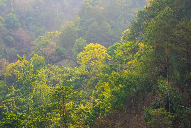 Magnificent Panoramic View the Forest on the Mighty Stock Image - Image ...