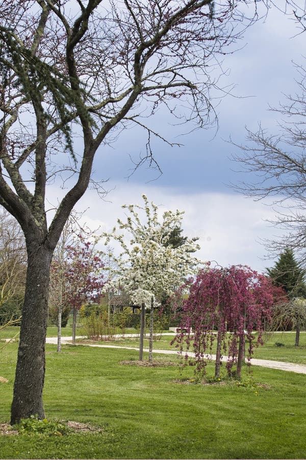 Magnificent Park Planted with Fruit Trees, at the Beginning of Spring ...